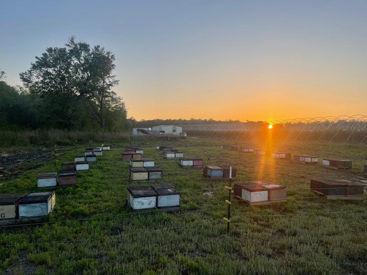 Pollination – Warcola Apiaries